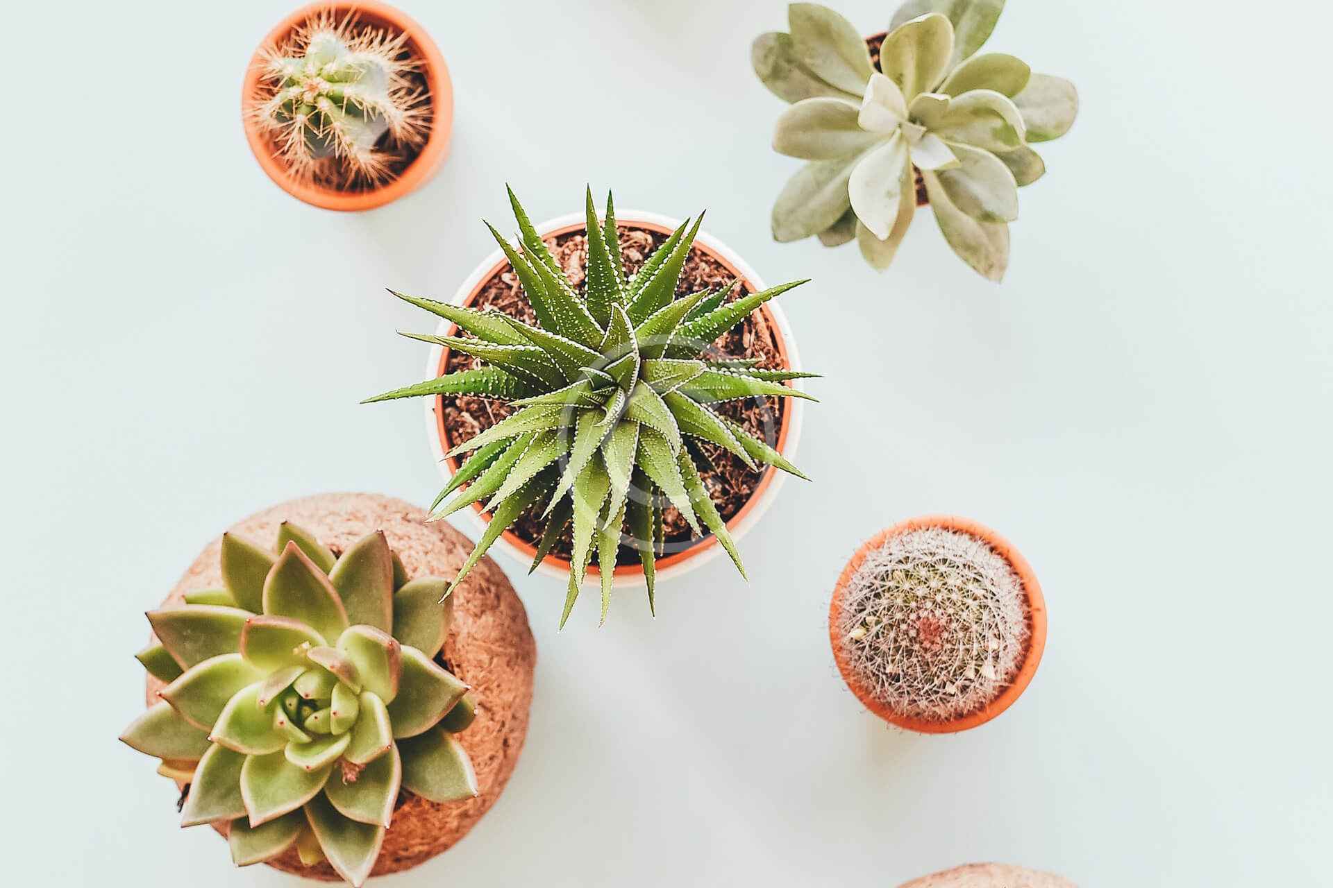 Types of plants: main differences | Herb Heaven